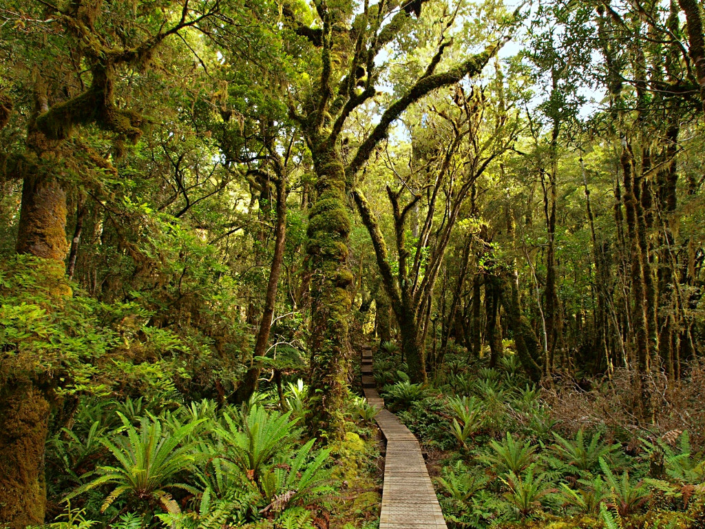 Hump Ridge Track Tuatapere, a newly declared Great Walk